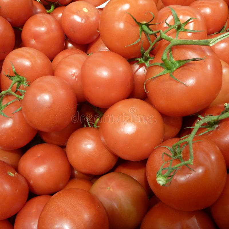 Detail of Many Fresh Red Round Tomatoes Stock Photo - Image of bell ...