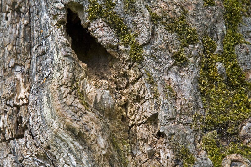 Tree bark of a old maple stock image. Image of template - 112088809