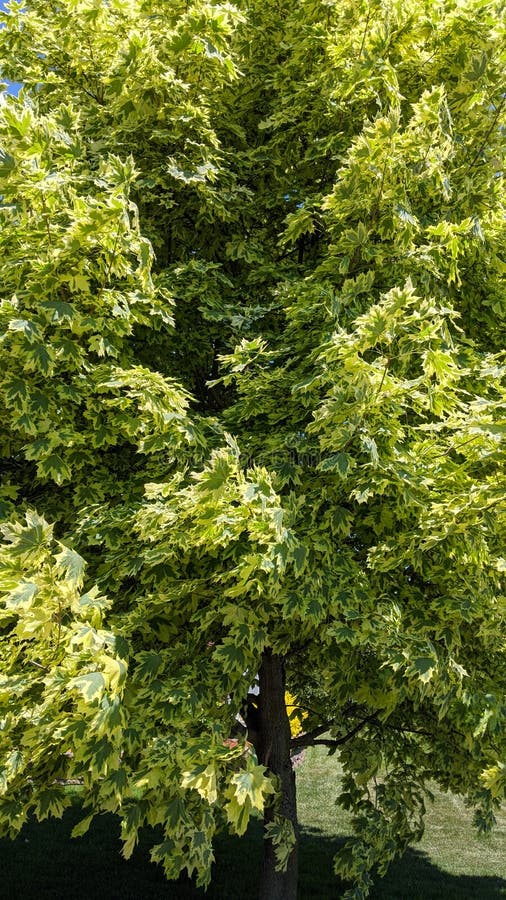 Detail of Maple Tree Foliage in Quebec Stock Photo - Image of quebec ...