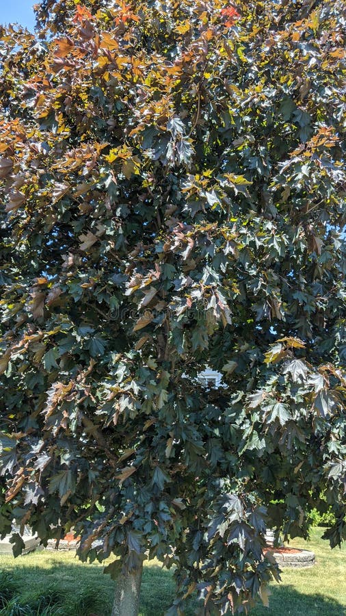 Detail of Maple Tree Foliage in Quebec Stock Image - Image of maple ...