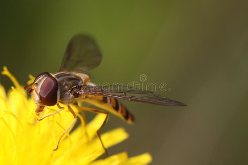Detail of Marmelade Hoverfly Stock Image - Image of detail, insect ...