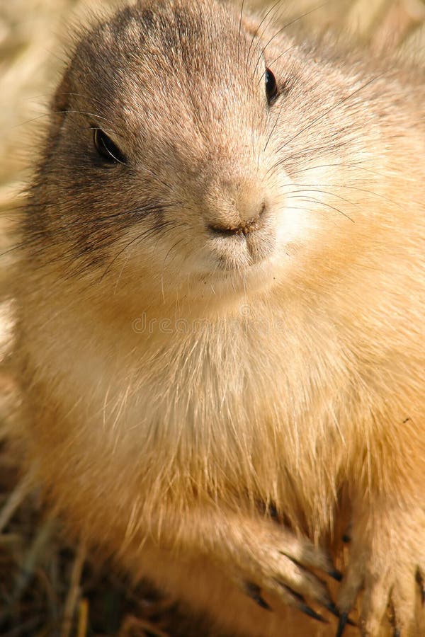Detail of Marmot face stock image. Image of claws, funny - 24503913
