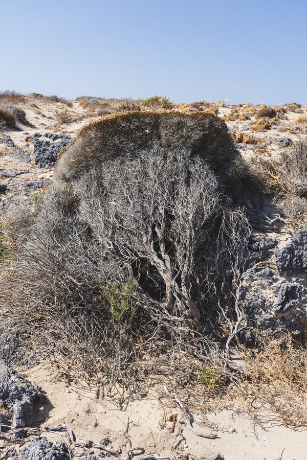 Detail Mediterranean Thyme Growing Coast Crete Island Stock Photos ...