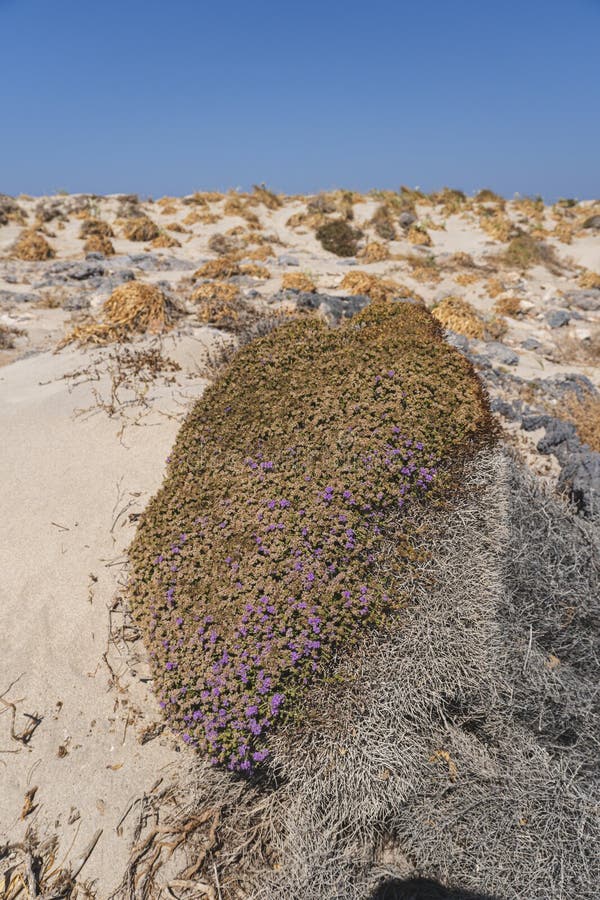 Detail of Mediterranean Thyme Growing on a Coast of Crete Island Stock ...