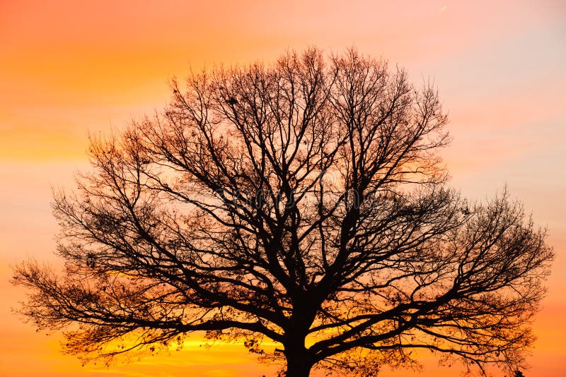 Detail of memory tree stock image. Image of forest, sunrise - 17780715