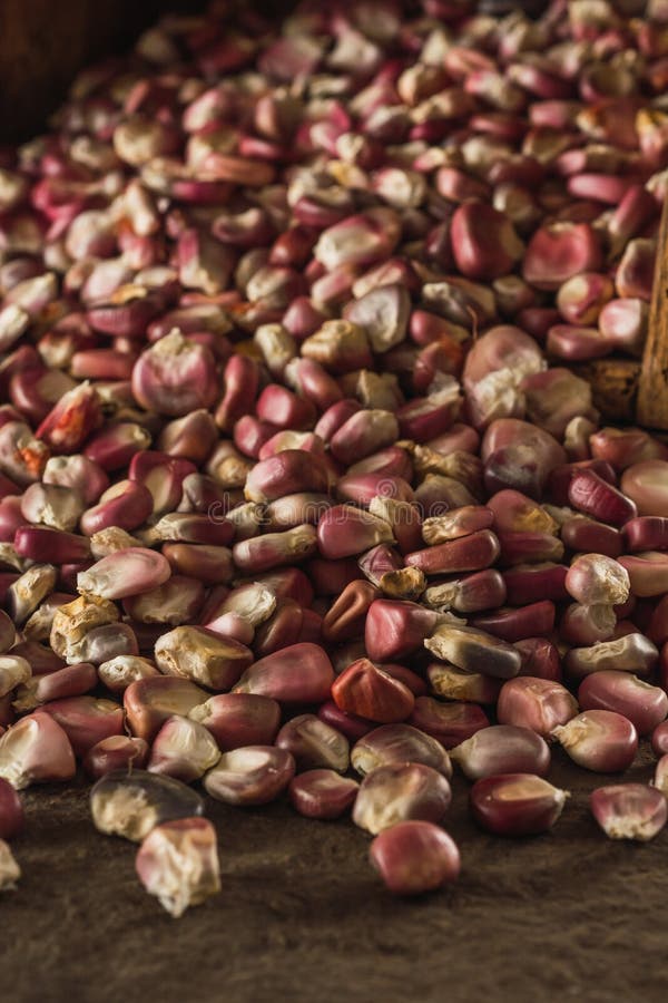 Detail of Mexican red corn stock photo. Image of mexico - 238740592
