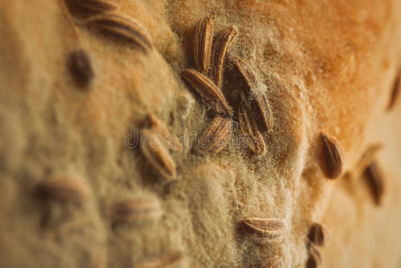 Detail of Mold Grown Up on Surface of Forgotten Bread Roll Stock Image ...