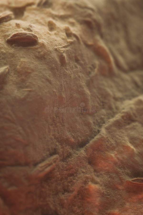 Detail of Mold Grown Up on Surface of Forgotten Bread Roll Stock Photo ...