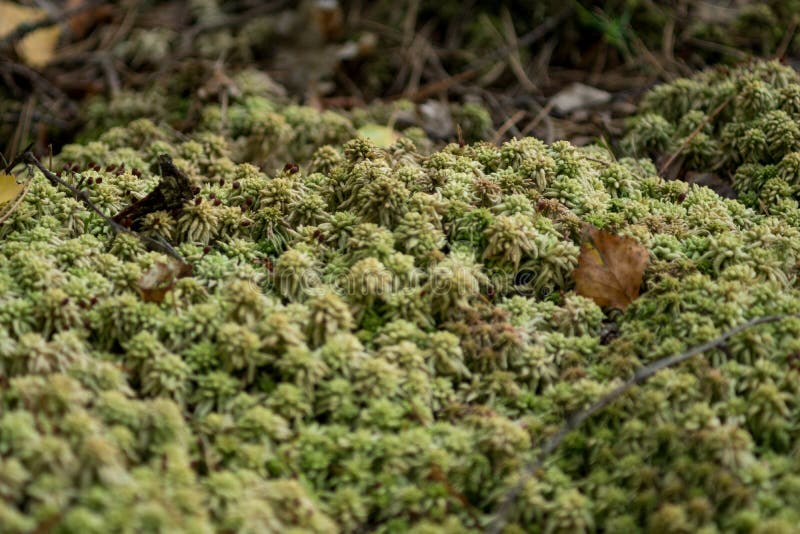 Detail of moss stock photo. Image of inside, close, nature - 166518396