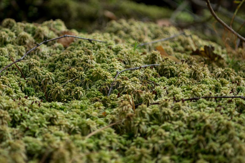 Detail of moss stock photo. Image of design, forest - 166518492