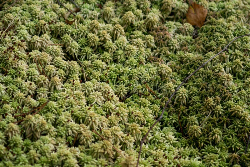 Detail of moss stock image. Image of mossy, design, natural - 166518495