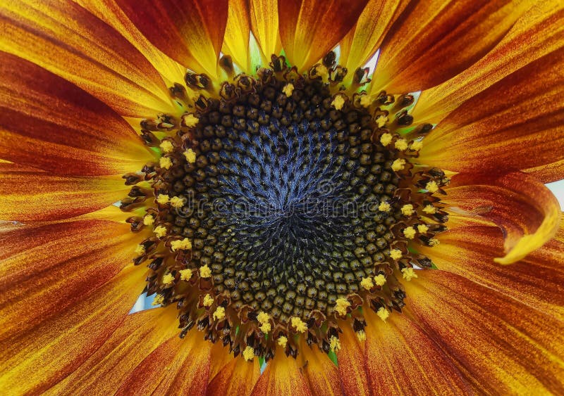 Objects stock photo. Image of open, sunflower, petals - 172353594