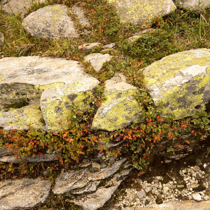 Detail mountain vegetation stock photo. Image of fresh - 125580924