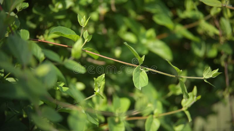 The Movement of Leaves of Plants Blown by the Wind in Nature Red ...