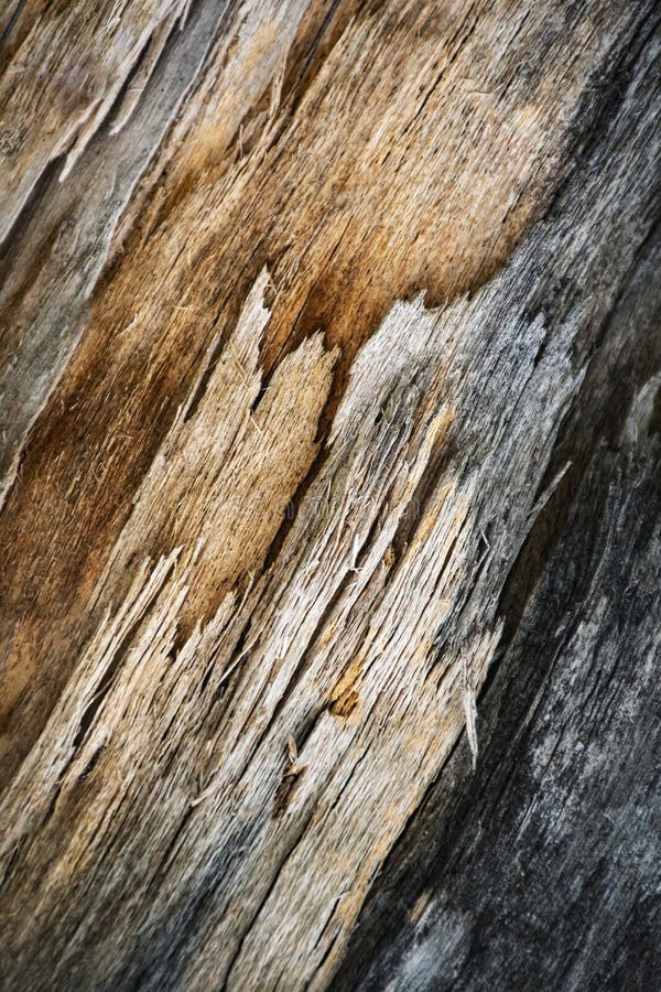 Detail of Multicolored Rotted Wood Stock Image - Image of grungy ...