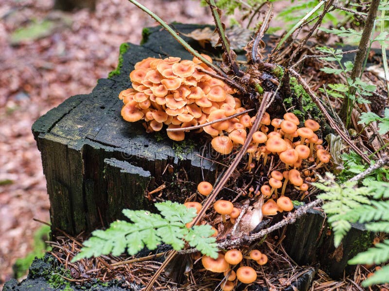 Mushroom in the Natural Wood Stock Photo - Image of bark, closeup ...