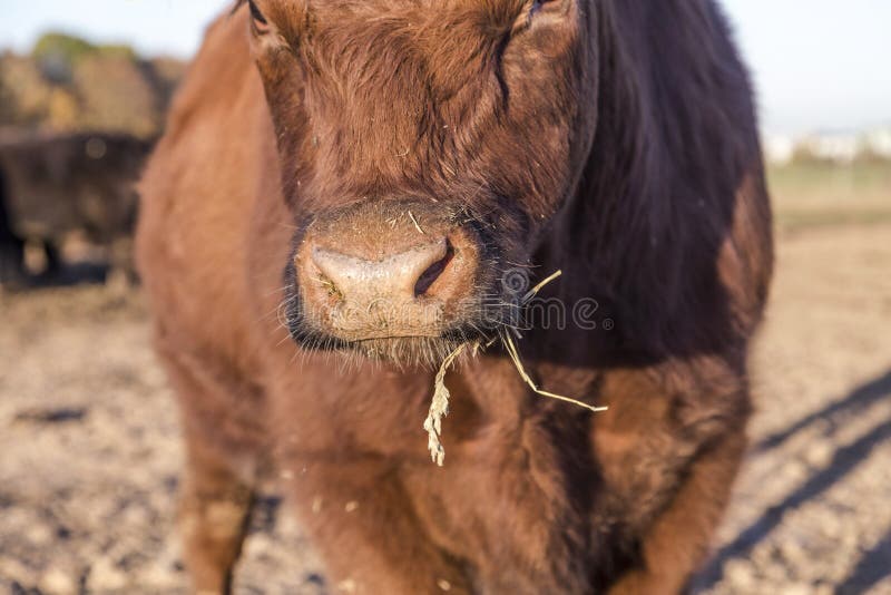 Detail of Grazing Female Iberian Ibex at Parc Natural Los Puerto Stock ...