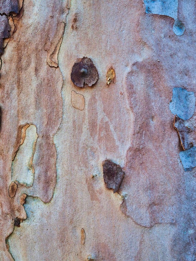 Abstract Bark Pattern on Native Australia Tree Stock Photo - Image of ...