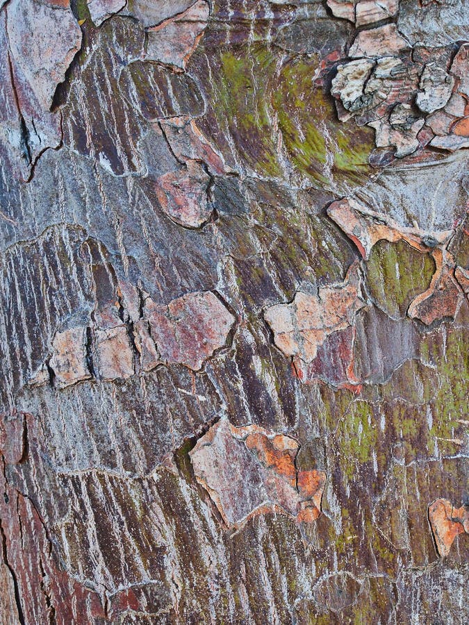 Abstract Bark Pattern on Native Australia Tree Stock Image - Image of ...