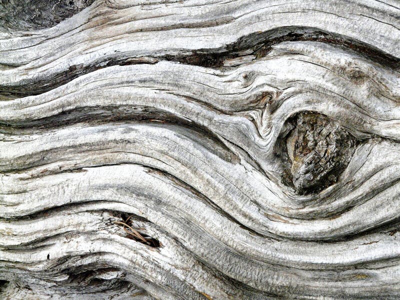 Detail of the Bark of a Dead and Dry Trunk Stock Image - Image of bark ...