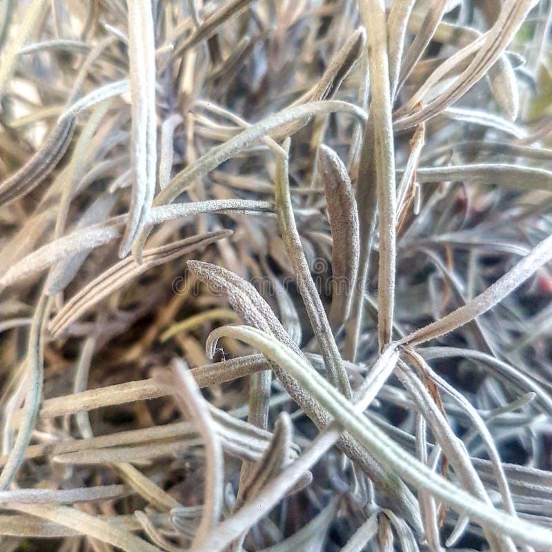 Detail of a Natural Texture. Lines of Dried Leaves Stock Image - Image ...