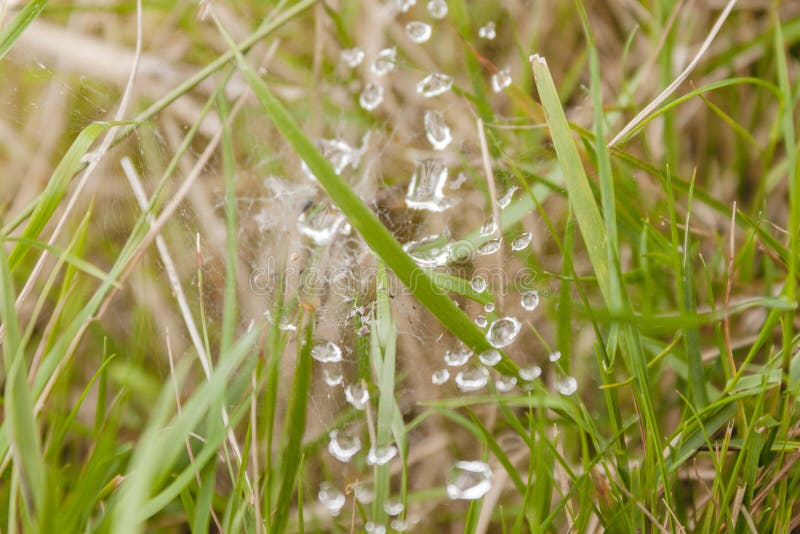 Detail of Nature Formed by Drops of Dew on Fresh Grass Stock Photo ...