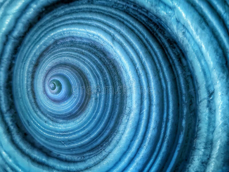 Nautilus Shell Closeup As a Background Pattern Stock Image - Image of ...