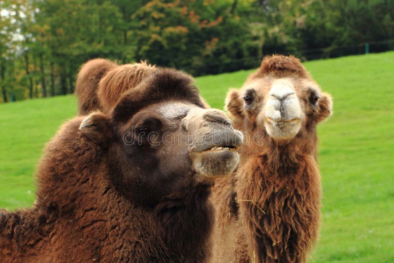 Detail of nice camel stock image. Image of face, lips - 101618043