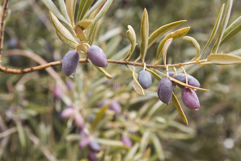 Detail O Olive Tree Branch with Fruits Stock Photo - Image of cultivar ...