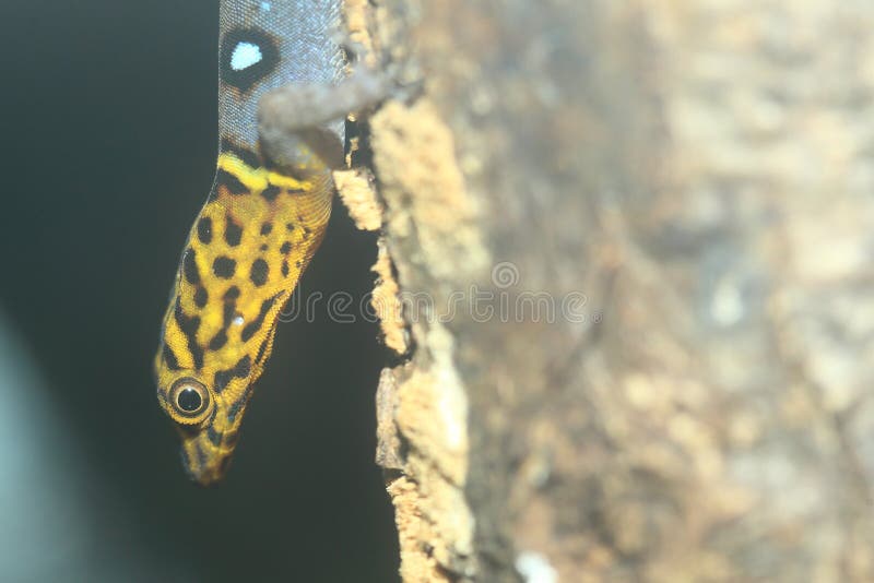 Ocellated Gecko Stock Photos - Free & Royalty-Free Stock Photos from ...