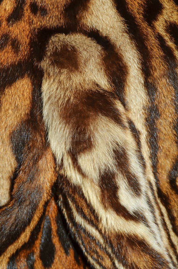 706 Ocelot Fur Stock Photos - Free & Royalty-Free Stock Photos from ...