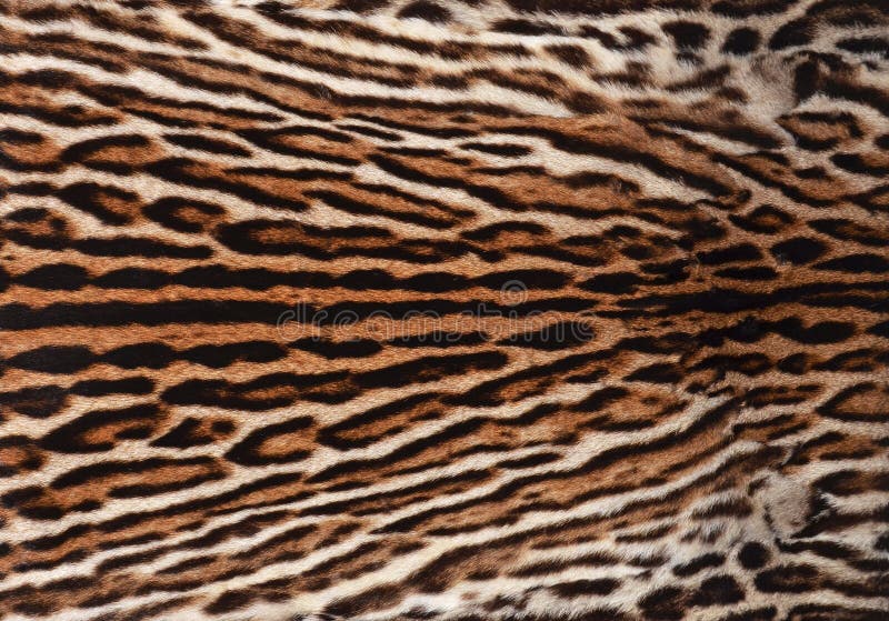 Ocelot skin texture stock image. Image of leopardfur - 30123305