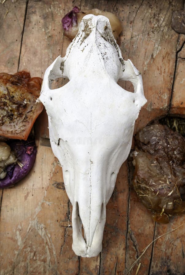 Dead goat skull stock photo. Image of color, animal - 363292186