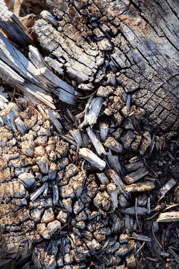Detail of Old Dry Broken Wood Stock Photo - Image of texture, grungy ...