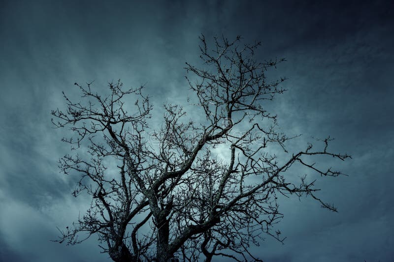 Dry tree with branches stock image. Image of white, background - 270922449
