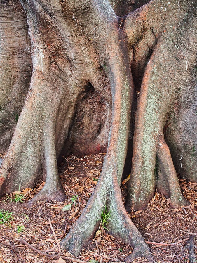 Old Morton Bay Fig Tree Detail Of Base And Root System Stock Image