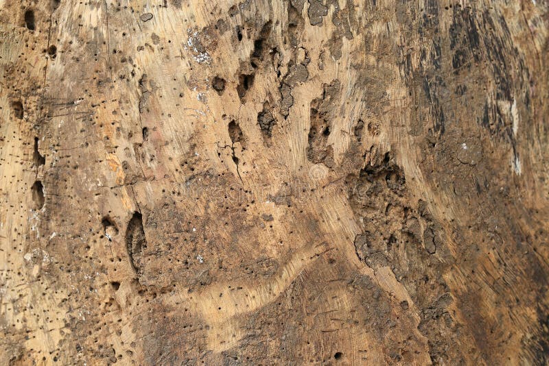 Detail of Old Outer Shell Peeled of the Tree for Background Stock Photo ...