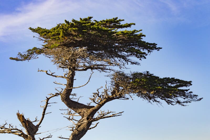 Detail of Old Pine Tree Under Blue Sky at Point Lobos Stock Photo ...
