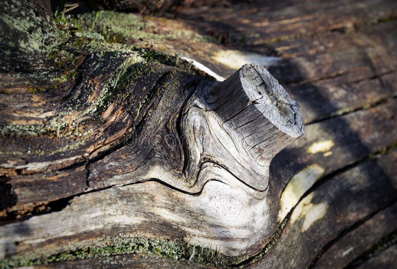 Detail of an Old Rotten Tree Trunk Stock Photo - Image of outdoor ...