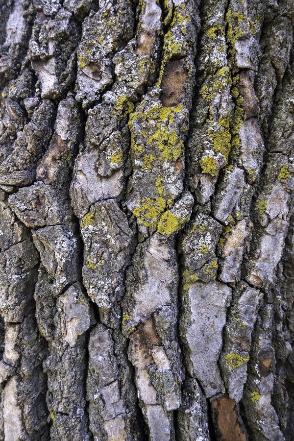Textured tree bark stock photo. Image of barn, bark - 230450832