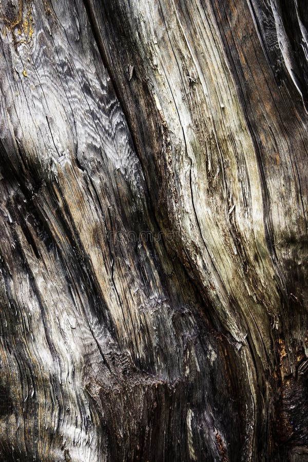 Rotten wood stock image. Image of rotting, mature, pine - 21107113