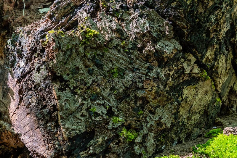 Detail of a old tree trunk stock image. Image of closeup - 117464813