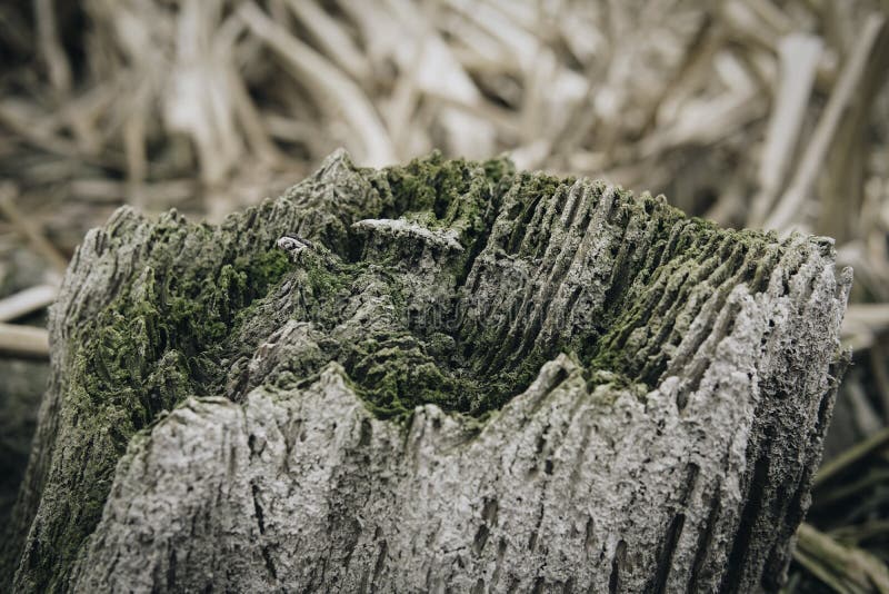 Detail of old tree trunk stock image. Image of design - 140828433