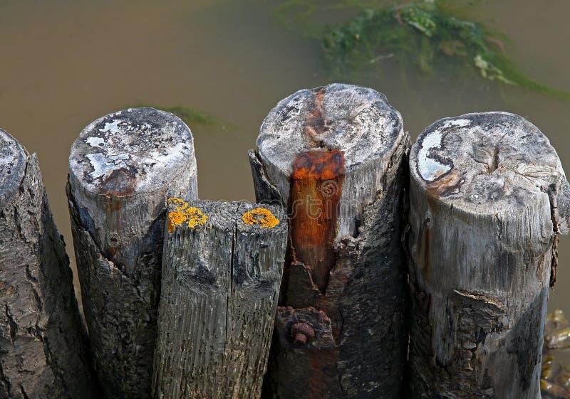 Detail of old wooden posts stock photo. Image of worn - 73508990