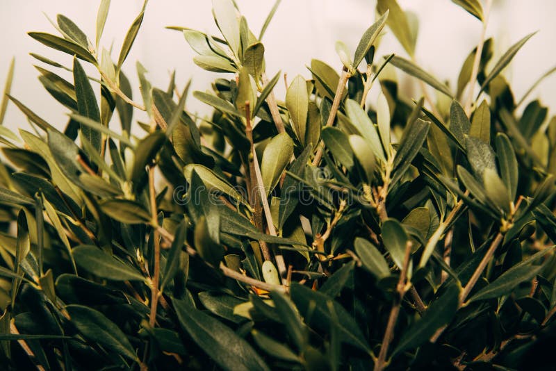 Detail of Olive Tree - Beautiful Fresh Olive Leaves Stock Photo - Image ...