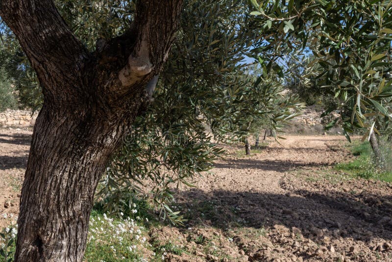 Detail of Olive Tree in Field Stock Photo - Image of plant, rural ...