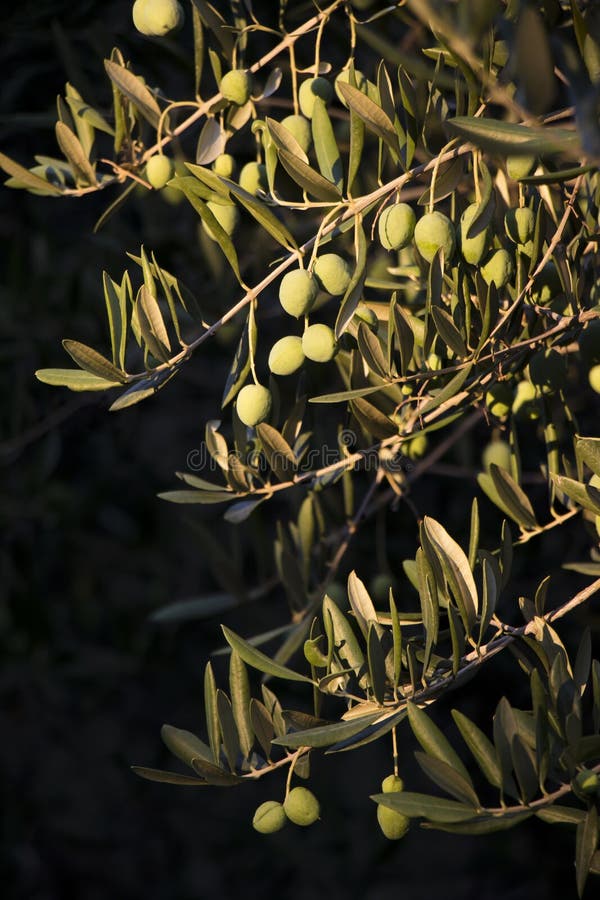 Detail of an Olive Tree in Sunlight Stock Image - Image of drupe, life ...