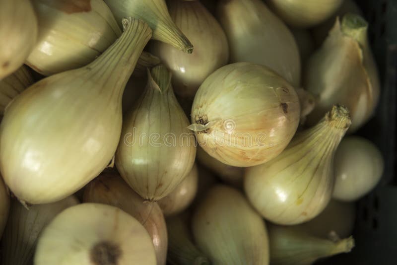Detail of onion stock image. Image of agriculture, table - 207976783