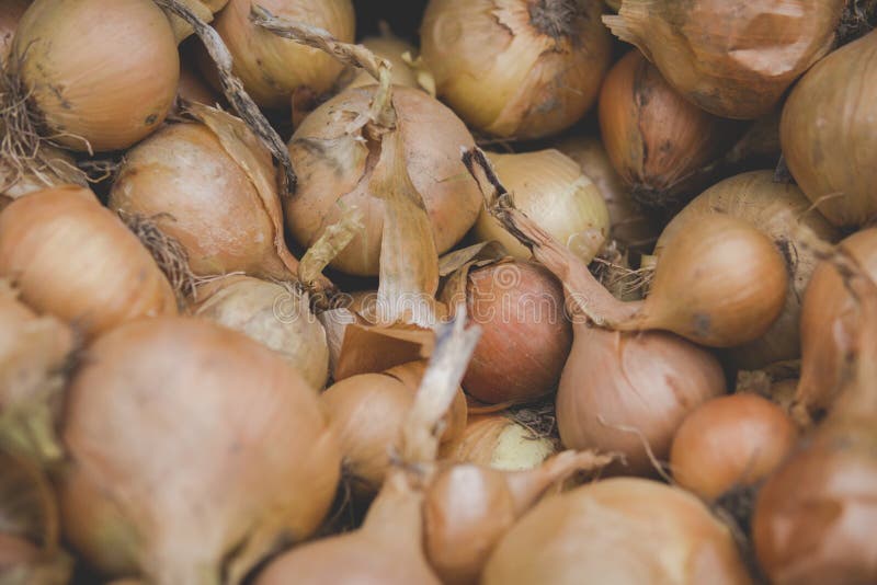 Detail of onion stock photo. Image of diet, nutrition - 198966774