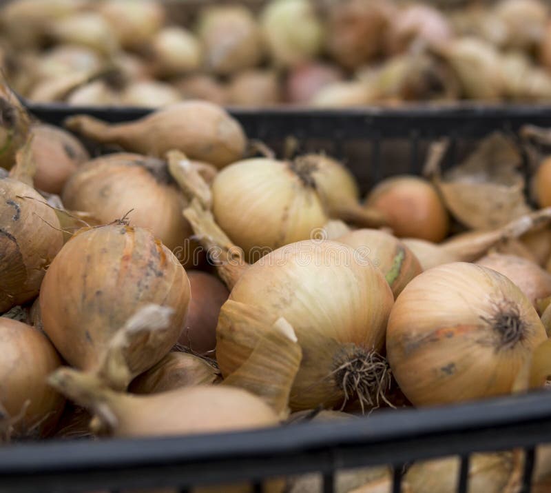 Detail of onion stock photo. Image of root, market, bulb - 198966776
